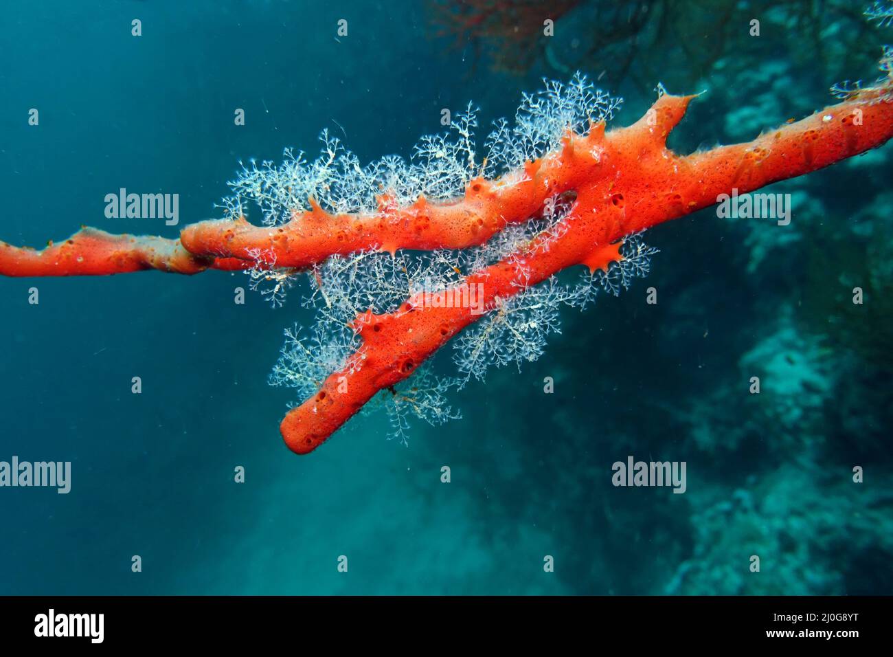 Grow a sponge hi-res stock photography and images - Alamy