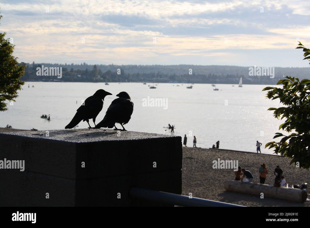Two crows looking at English Bay in downtown Vancouver, Canada Stock ...