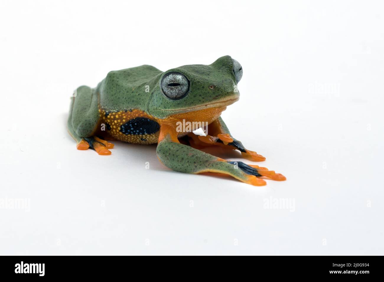 Green flying frog isolated in white background Stock Photo - Alamy