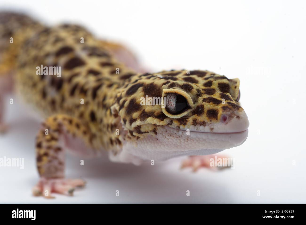 Leopard gecko in white background Stock Photo - Alamy