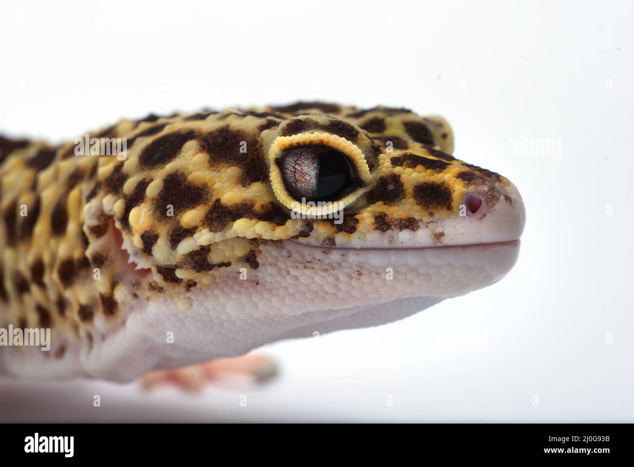 Leopard gecko in white background Stock Photo - Alamy