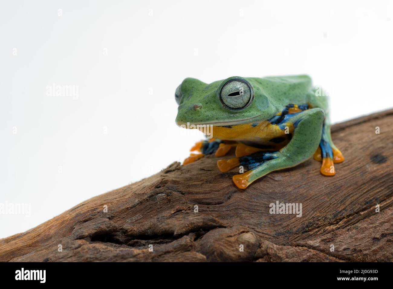 Green flying frog isolated in white background Stock Photo - Alamy