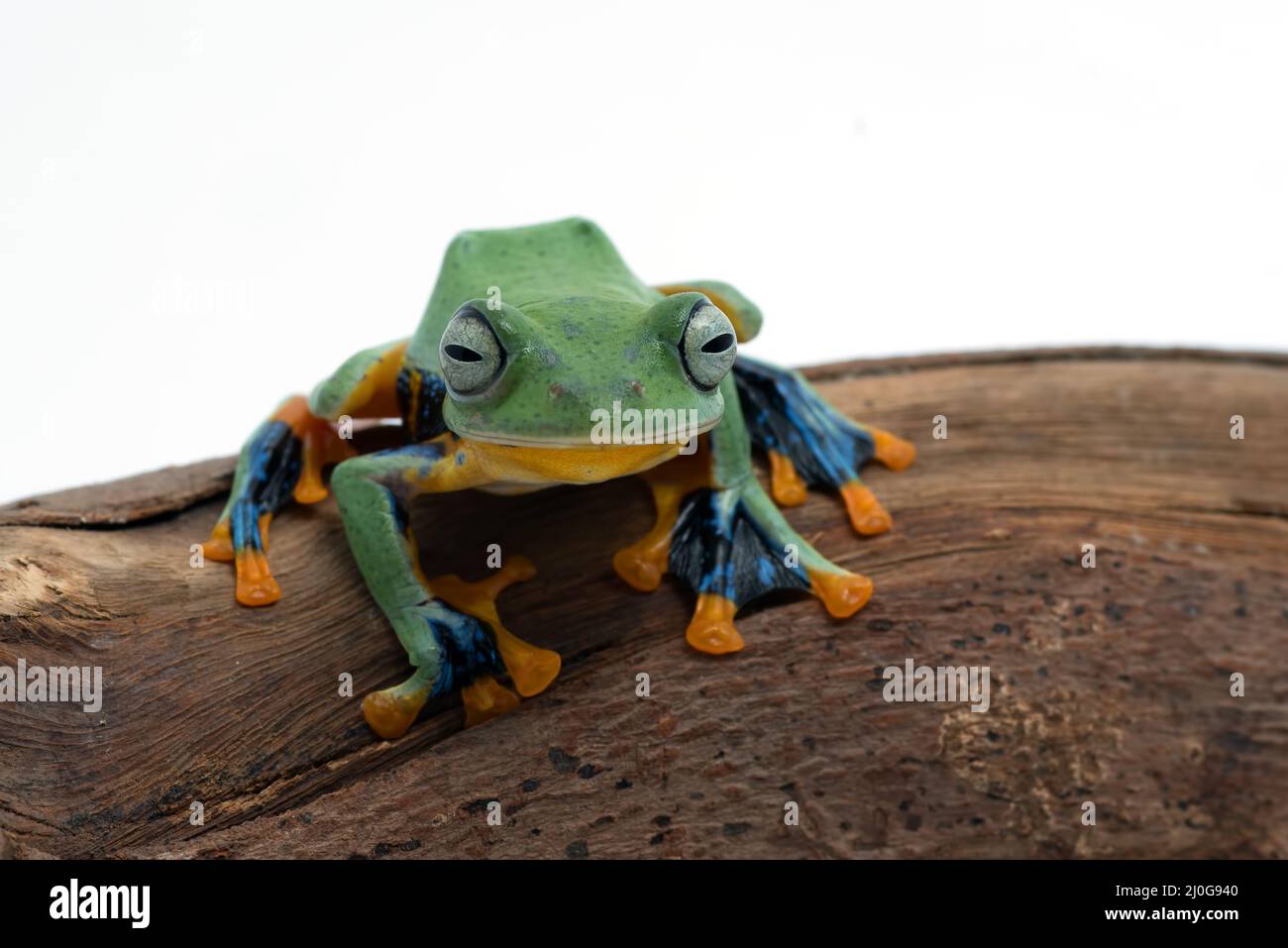 Green flying frog isolated in white background Stock Photo - Alamy