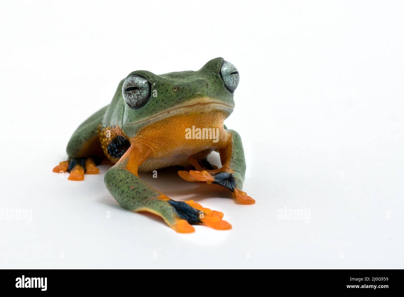 Green flying frog isolated in white background Stock Photo - Alamy
