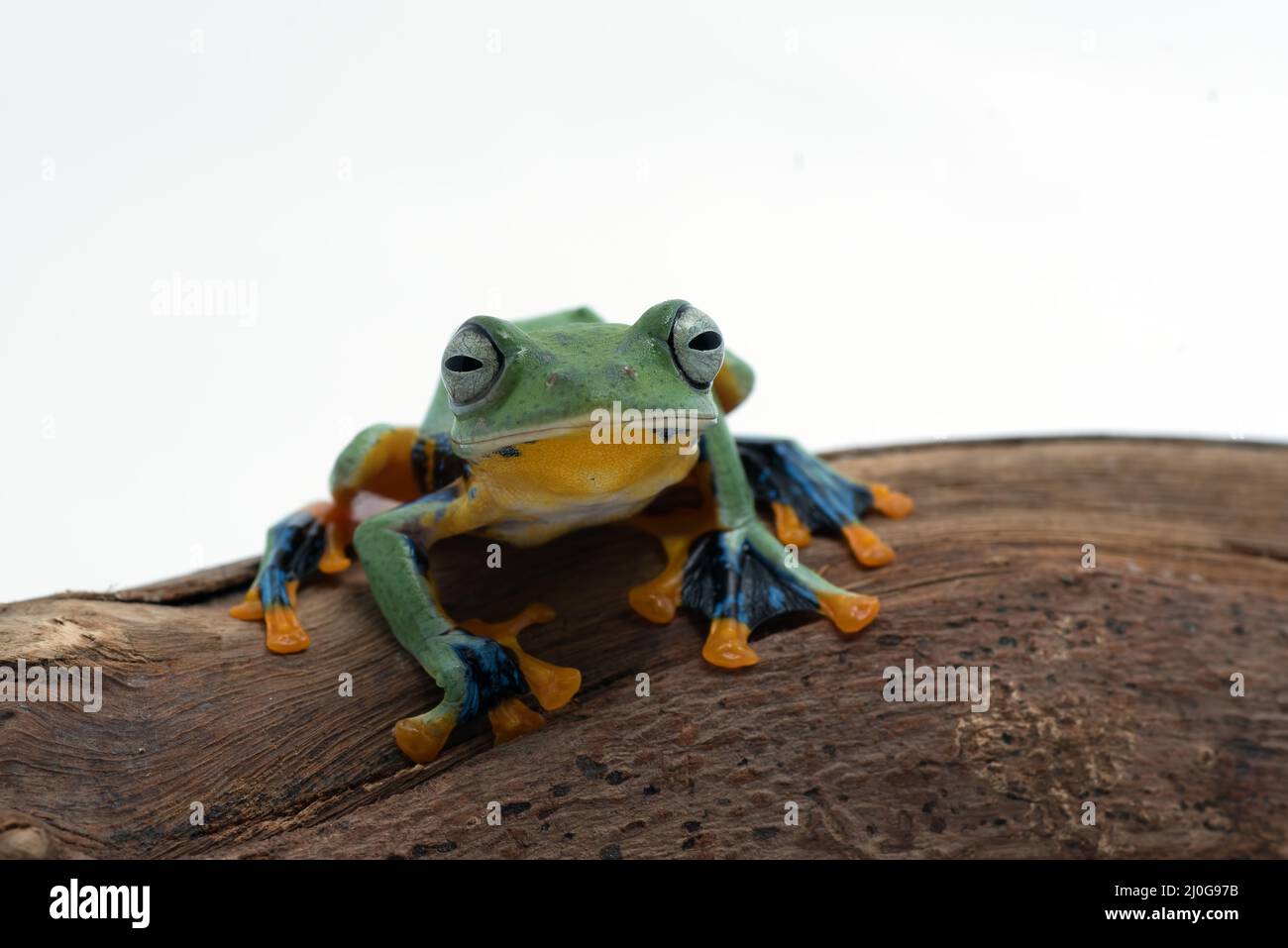 Green flying frog isolated in white background Stock Photo - Alamy