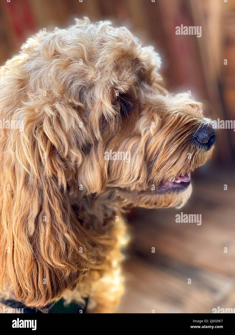 Cavapoo dog, mixed -breed of Cavalier King Charles Spaniel and Poodle ...