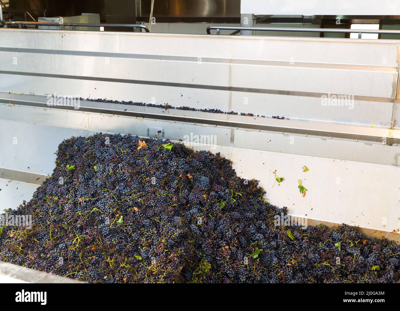 Sorting grape hi-res stock photography and images - Alamy