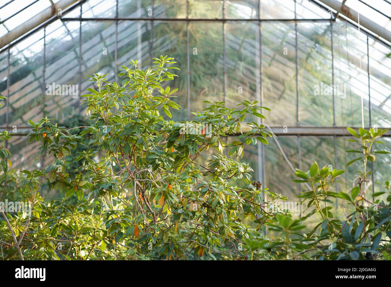 Potted plants in winter greenhouse hi-res stock photography and images ...