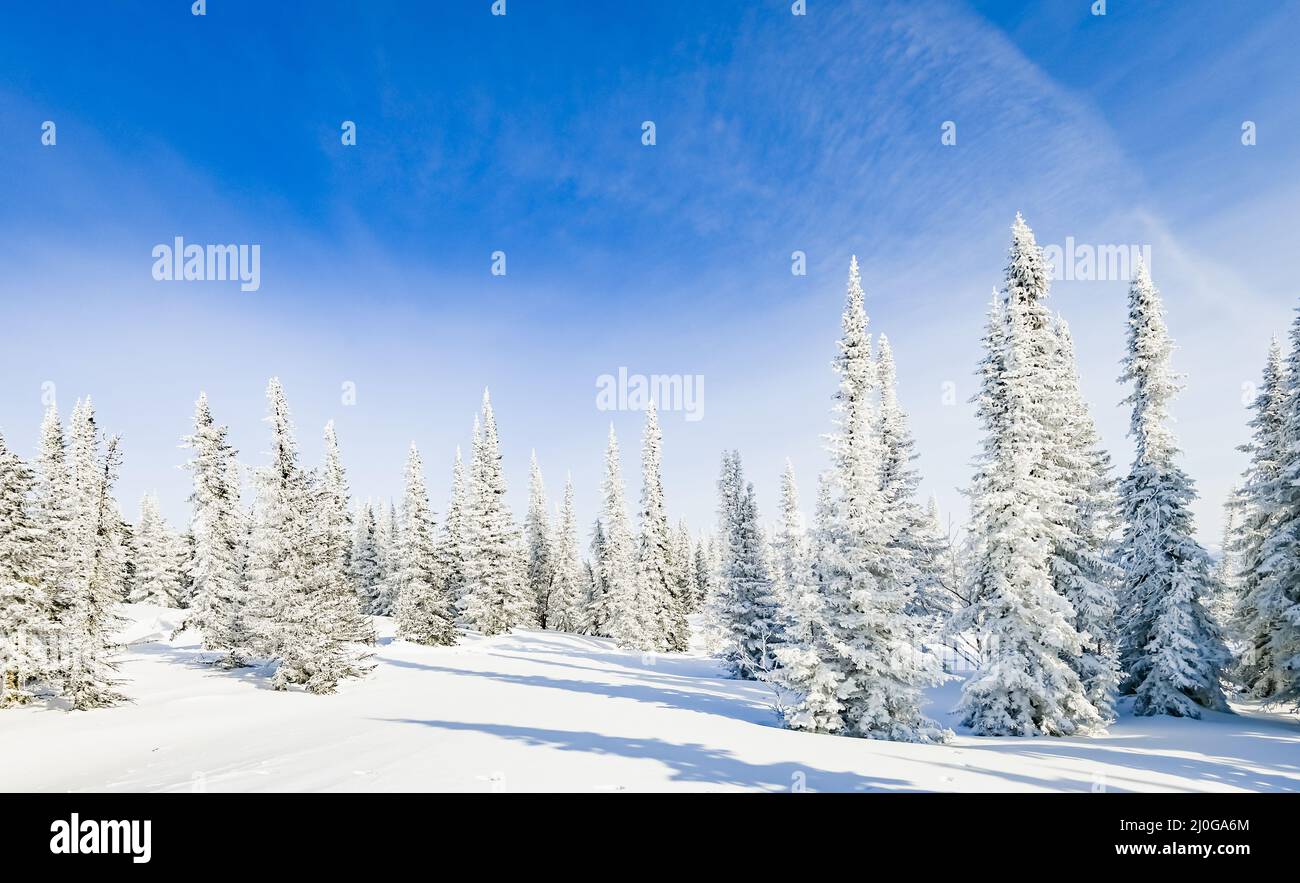 Snow-covered trees in winter landscape Stock Photo - Alamy