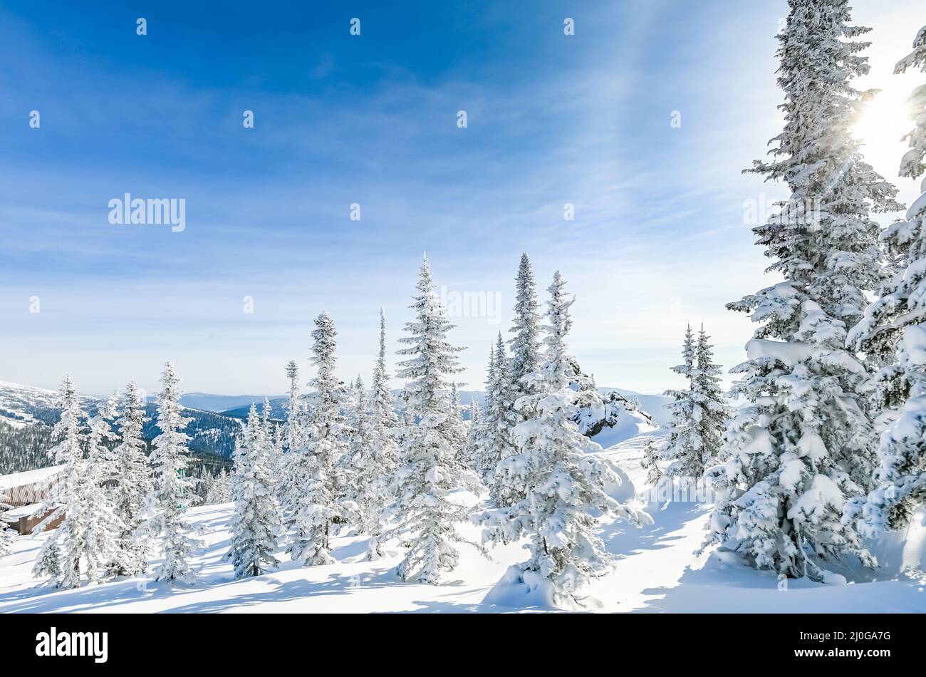 Snow-covered trees in winter landscape Stock Photo - Alamy