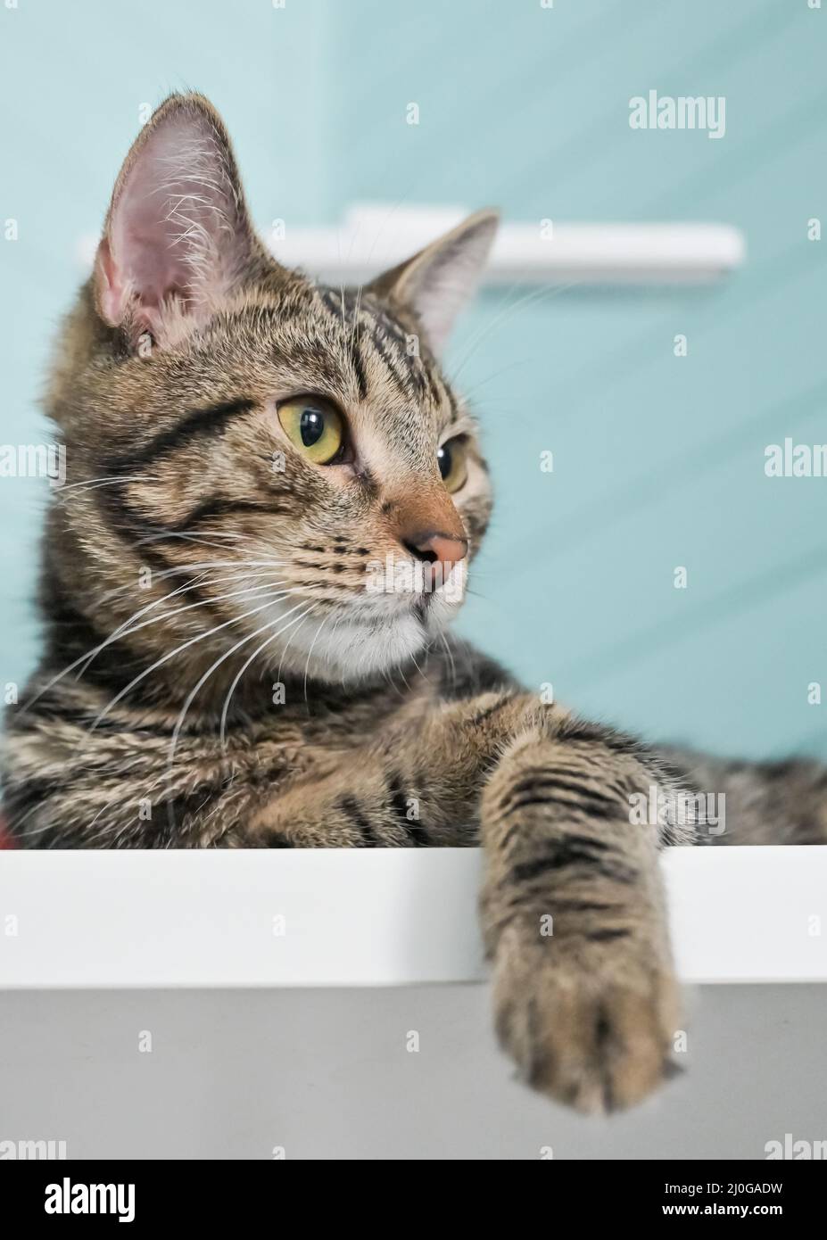 Young gray striped cat Stock Photo - Alamy