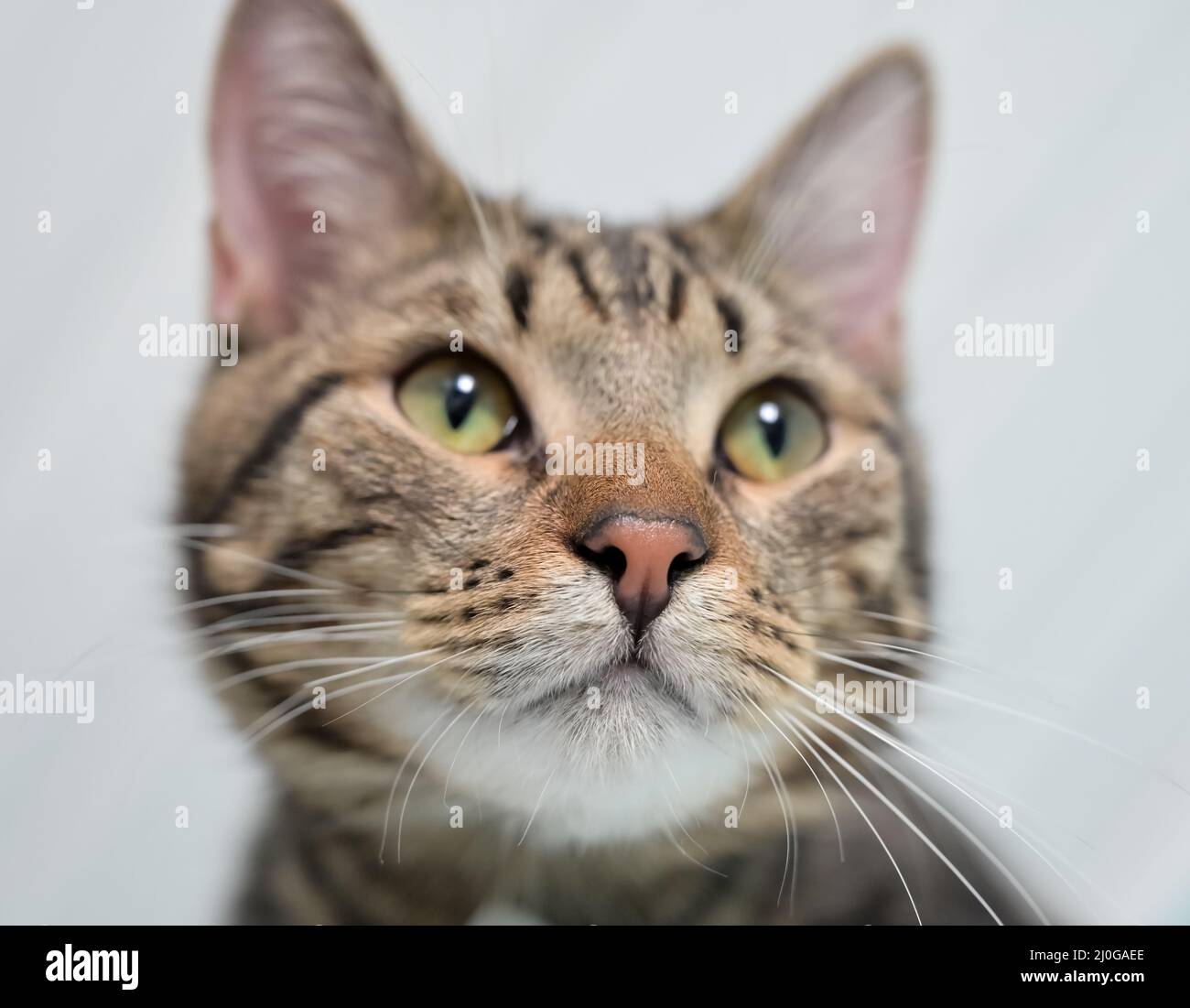 Young gray white striped hi-res stock photography and images - Alamy