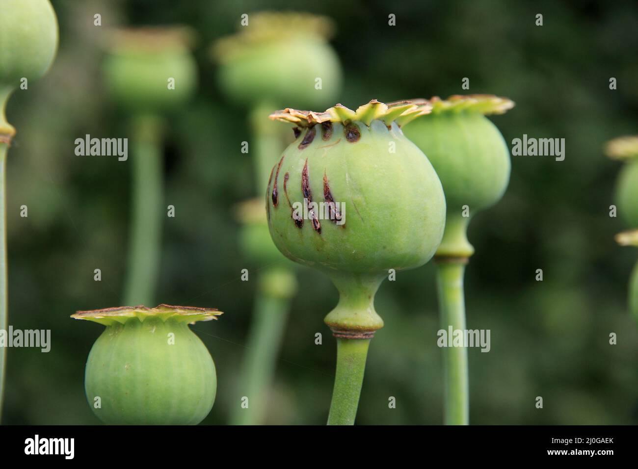 Scratched poppy plant Stock Photo - Alamy