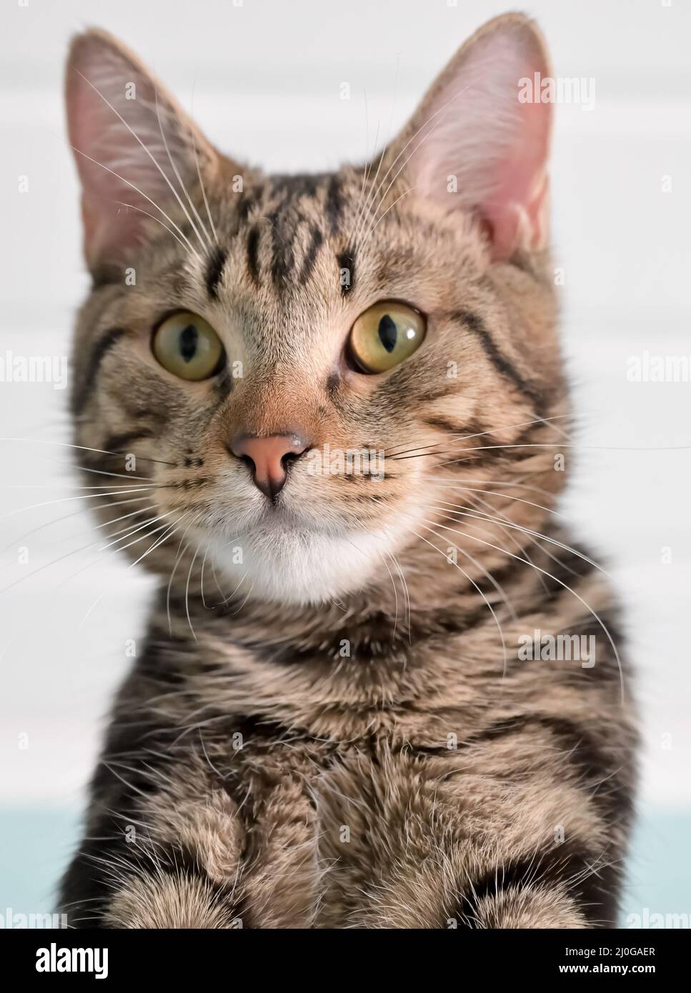 Young gray striped cat Stock Photo - Alamy
