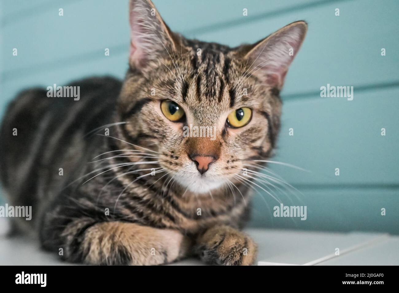 Young cat face hi-res stock photography and images - Alamy