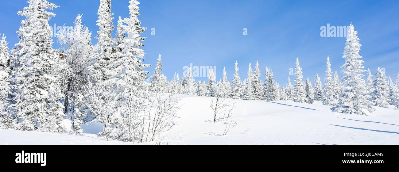 Snow-covered trees in winter landscape Stock Photo - Alamy