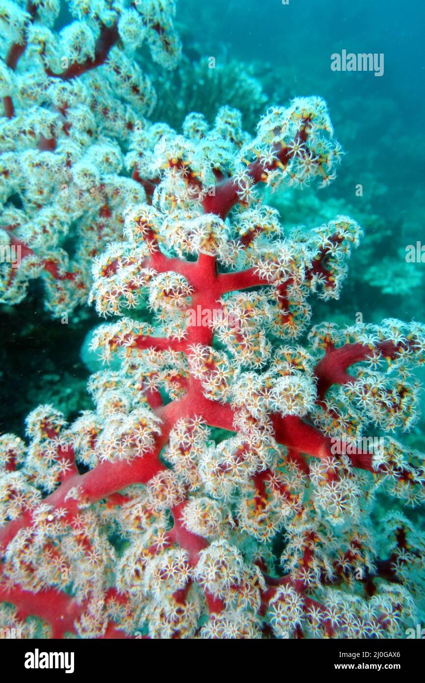 Probably Godeffroy's soft coral - Siphonogorgia godeffroyi Stock Photo ...