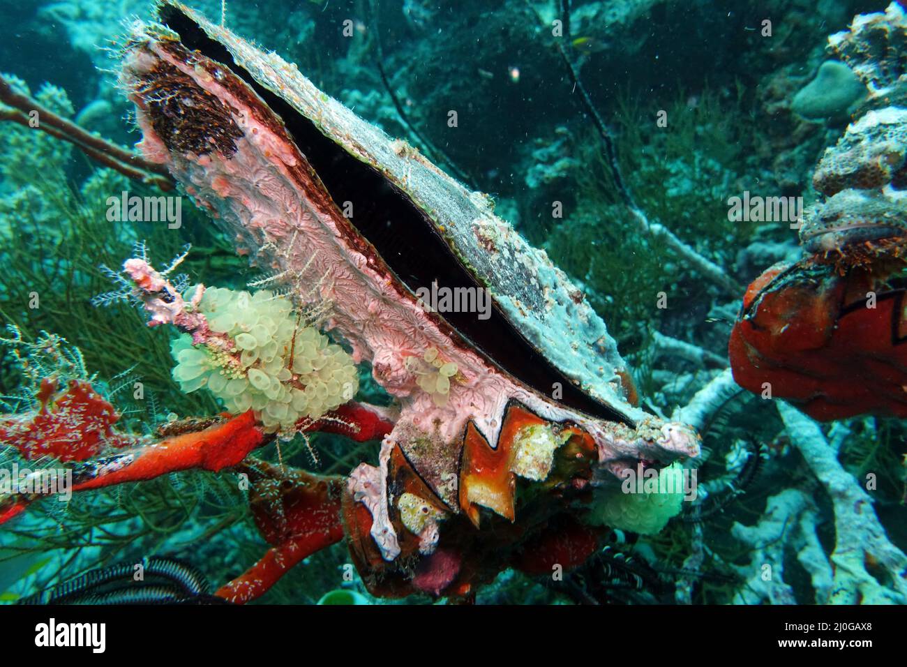 Large winged oyster (Pteria sp.) fused with a serrated oyster or ...