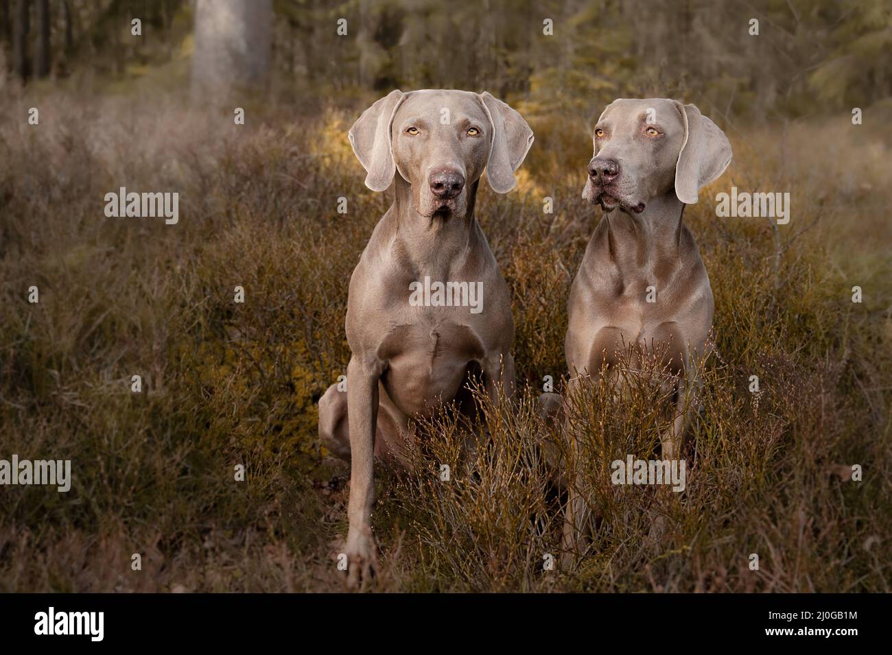 Pointing dogs High Resolution Stock Photography and Images - Alamy