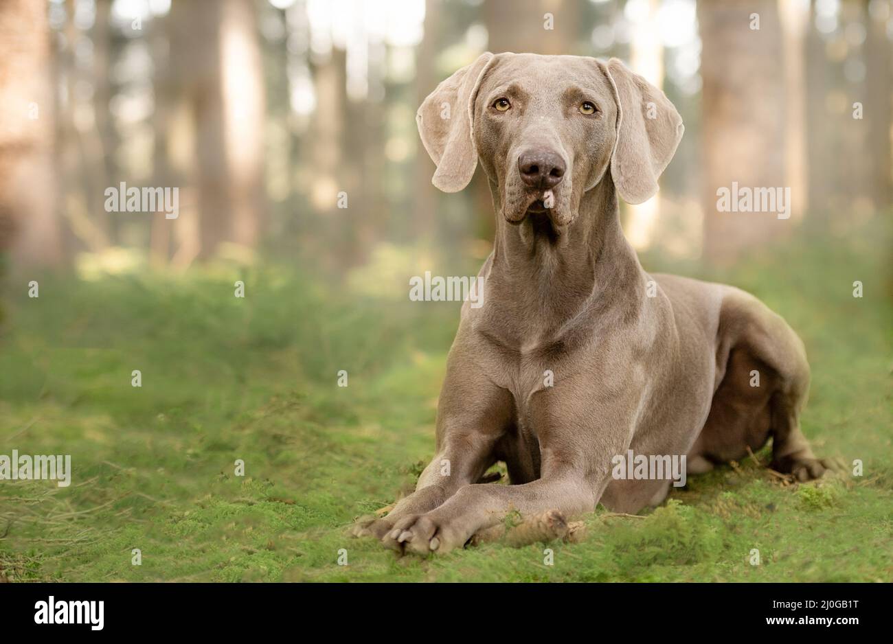 German hunting dog in moss Stock Photo - Alamy