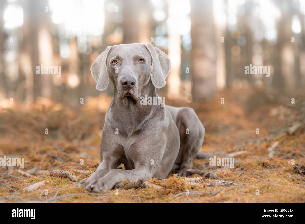 German hunting-dog in forest Stock Photo - Alamy
