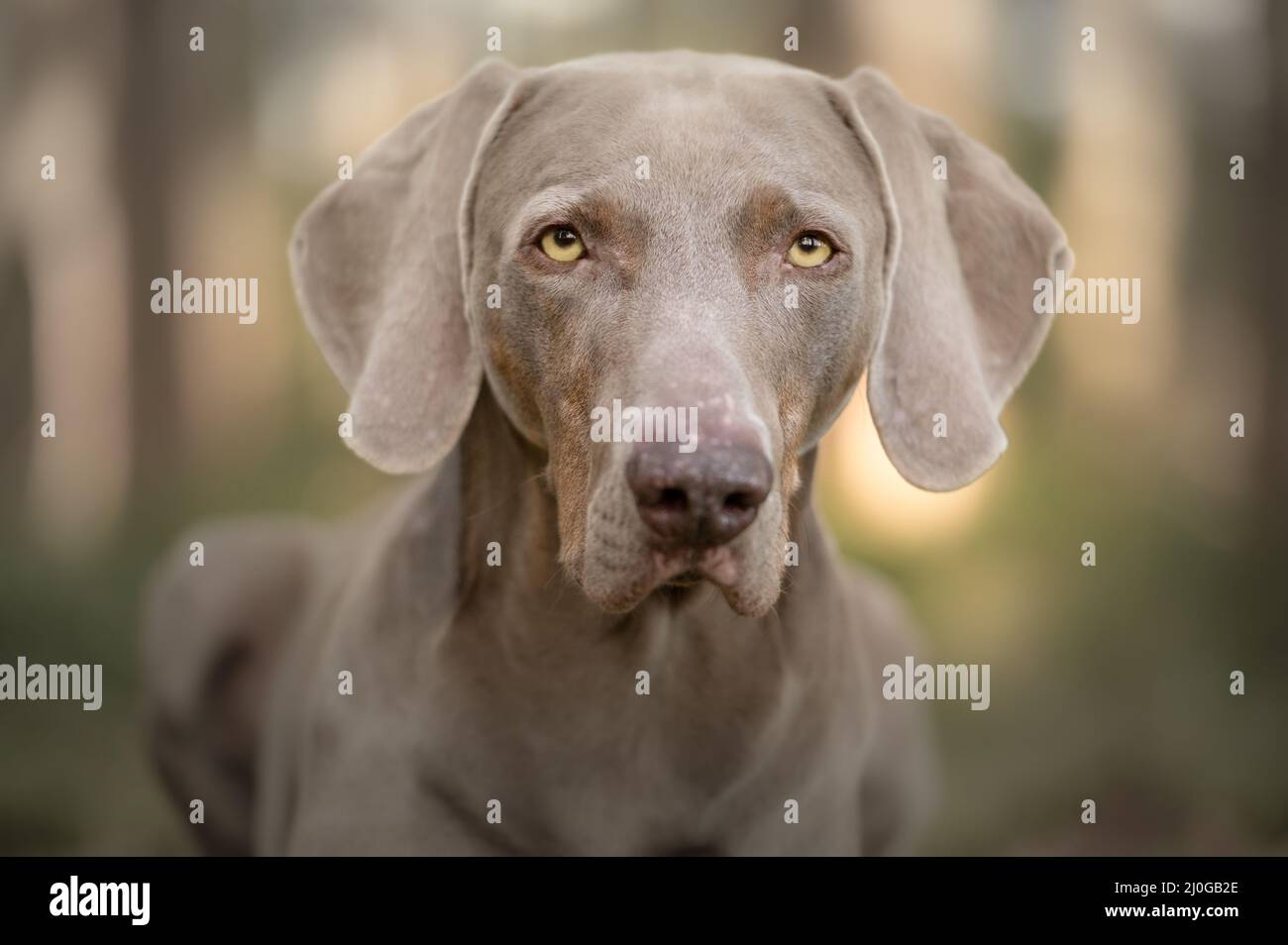 Weimaraner hunting dog hi-res stock photography and images - Alamy