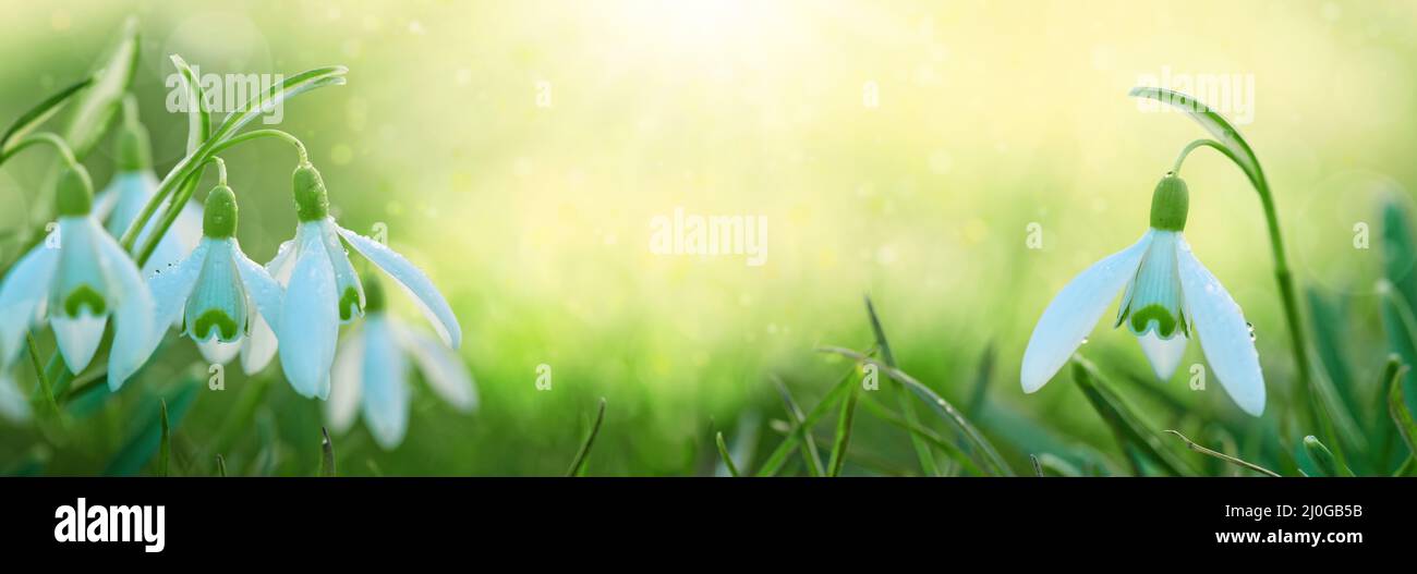 Spring flowers blue snowdrops on hi-res stock photography and images ...