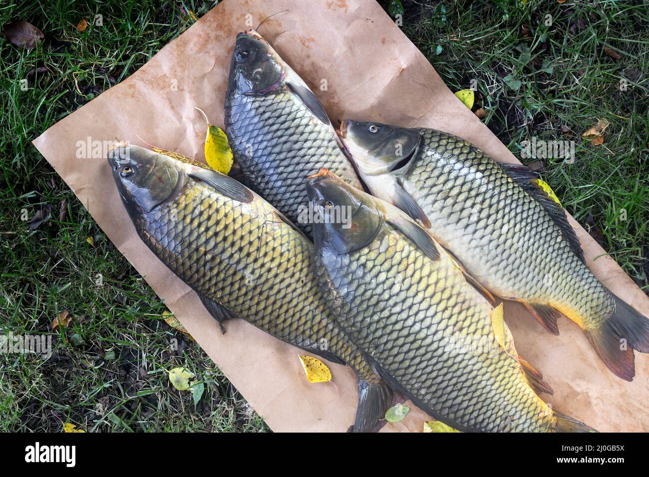 Fish caught hook hi-res stock photography and images - Alamy