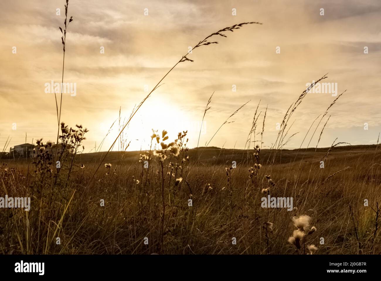 bright golden sun through grass and flowers Stock Photo - Alamy
