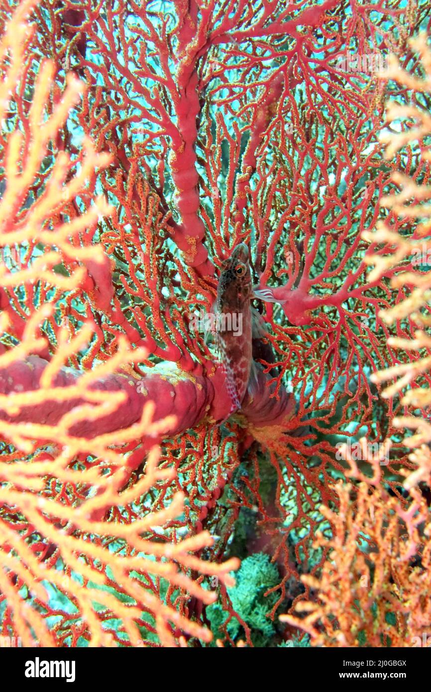 Coral guard - Cirrhitichthys oxycephalus Stock Photo - Alamy