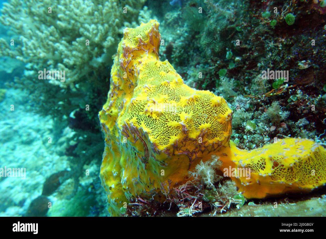 Yellow sponge - Mycale humilis Stock Photo - Alamy