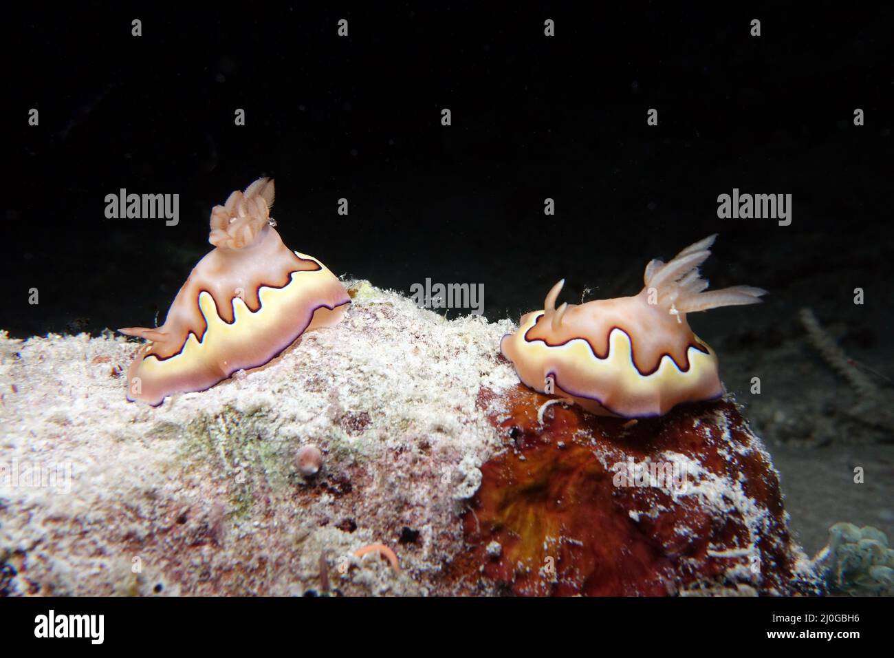 Koi star snail - Goniobranchus Koi Stock Photo - Alamy