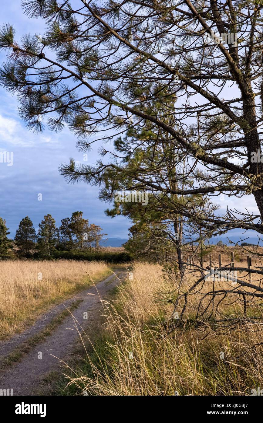 sparse trees by road with fence and field under clouds Stock Photo - Alamy