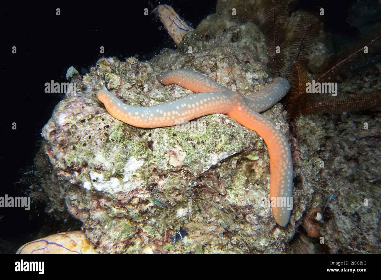 Blue starfish - Linckia laevigata Stock Photo - Alamy