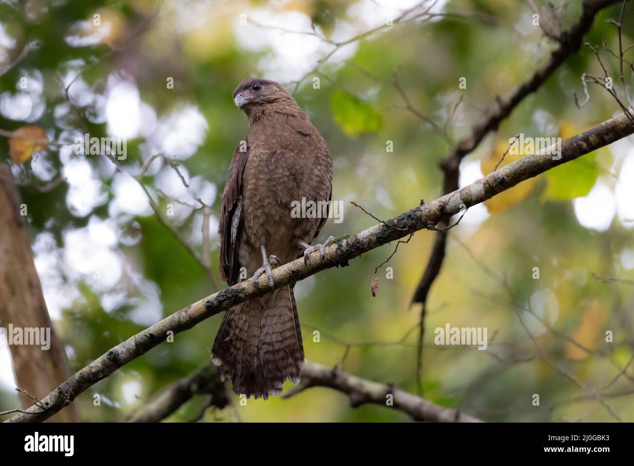 Chimango Caracara (Phalcoboenus chimango) perched on branch. Los Lagos ...