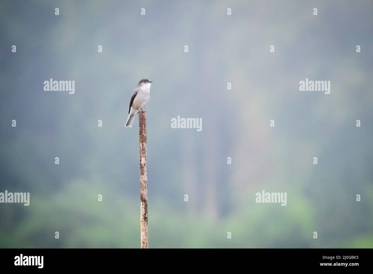 Fire-eyed Diucon (Xolmis pyrope) perched on a dry bamboo pole. Los ...
