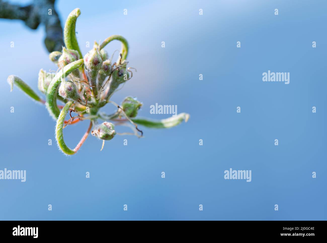 Spring natural background blossoming hi-res stock photography and ...