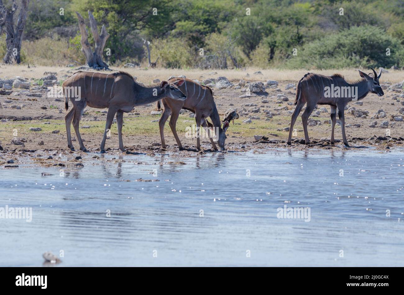 Antelopes in Etosha National Park, Namibia Stock Photo - Alamy