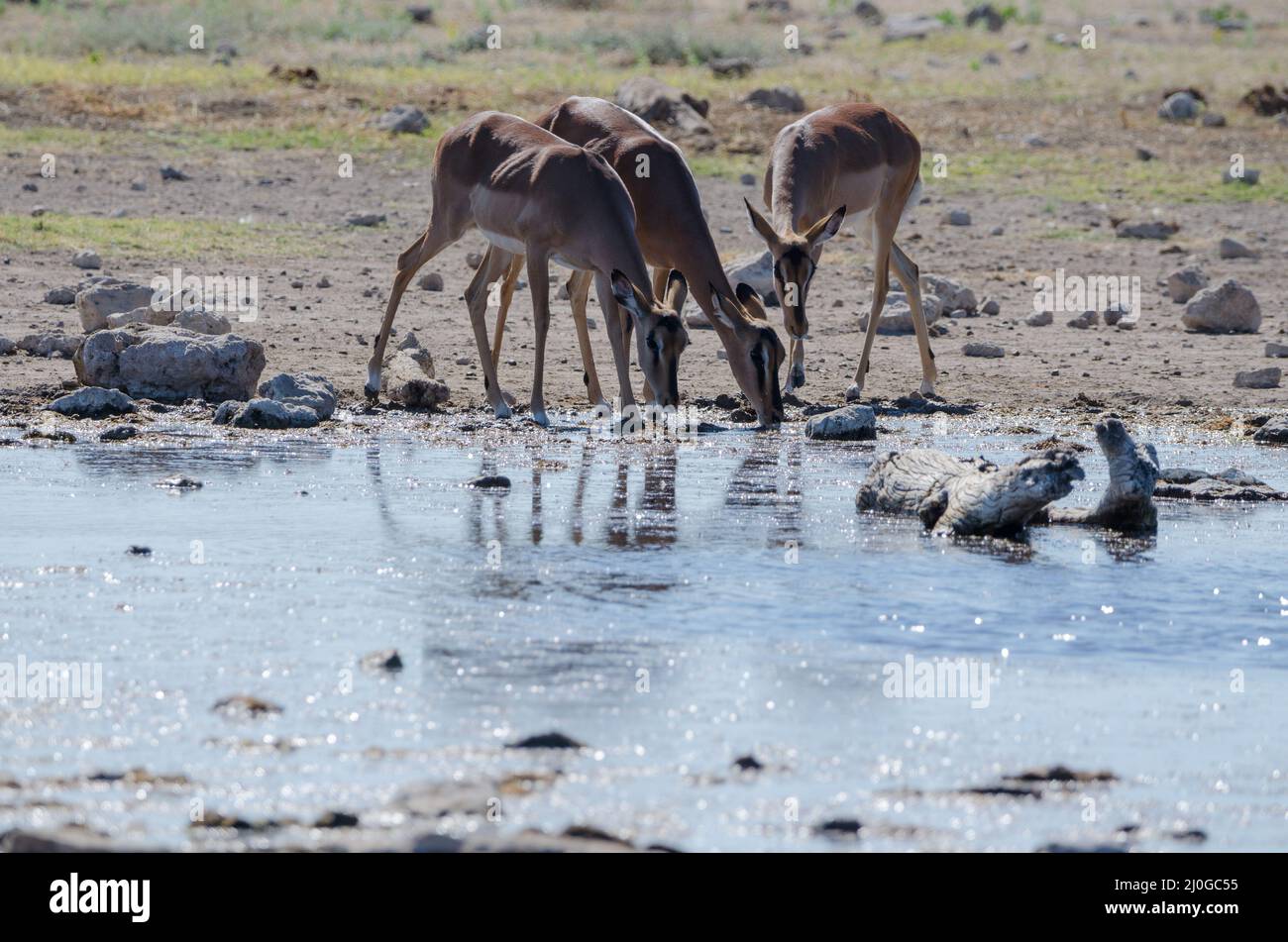 Antelopes in Etosha National Park, Namibia Stock Photo - Alamy