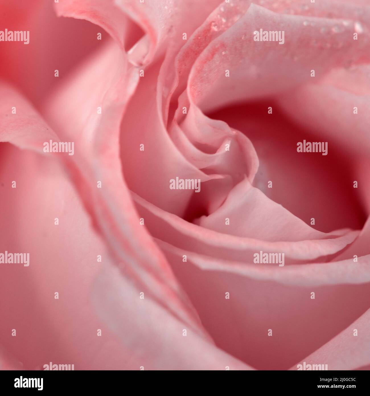 Close up photo of rose flower hi-res stock photography and images - Alamy