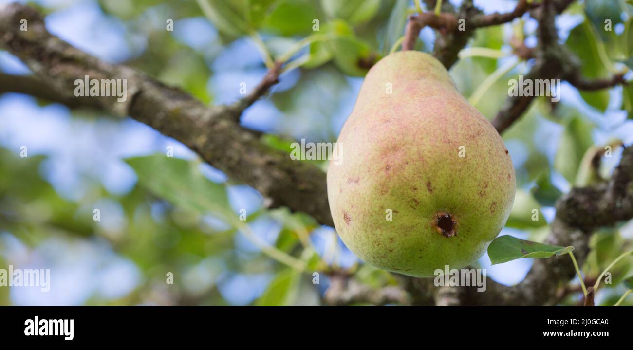 Big juicy yellow pear growing on a tree branch Stock Photo - Alamy
