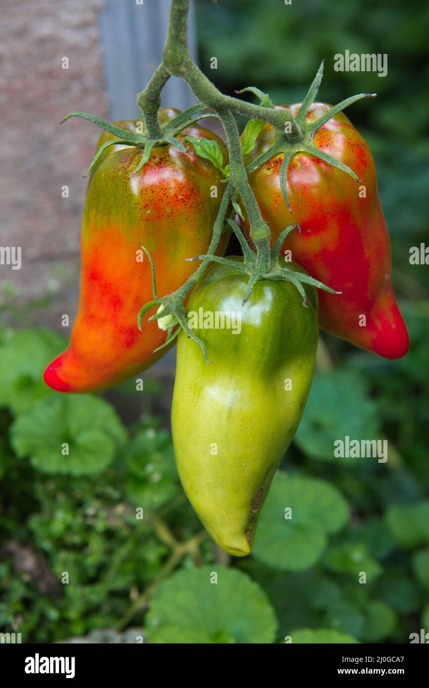 Farm of tasty red tomatoes on the bushes Stock Photo - Alamy
