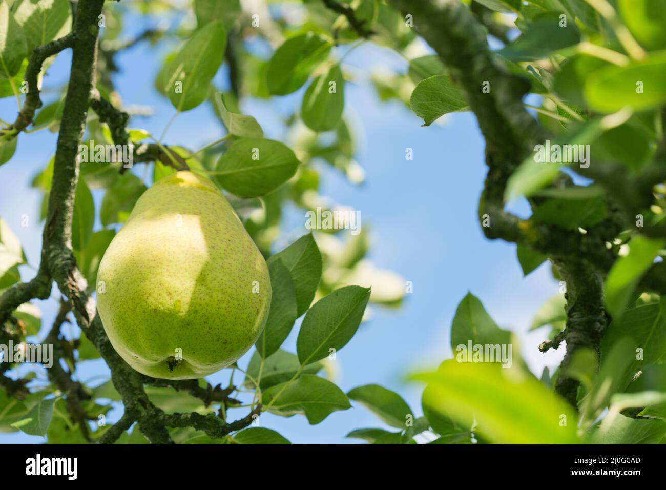 Big juicy yellow pear growing on a tree branch Stock Photo - Alamy