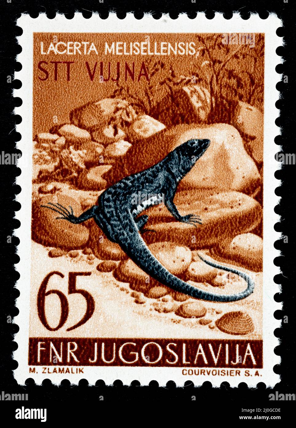 Commemorative postage stamp with the illustration of a lizard - Lacerta ...