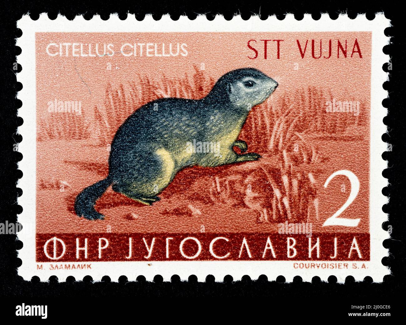 Commemorative postage stamp with the illustration of a beaver ...