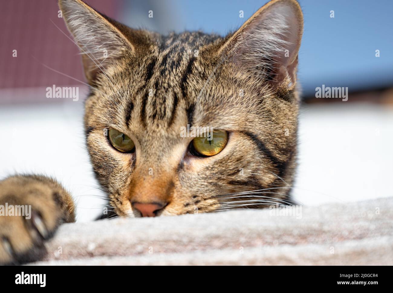 Small gray tabby cat hi-res stock photography and images - Alamy