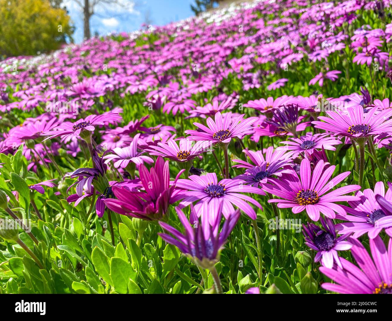 Cape Marguerite African daisy purple flower on green background Stock ...