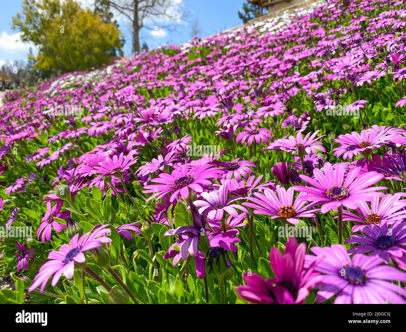 Cape Marguerite African daisy purple flower on green background Stock ...