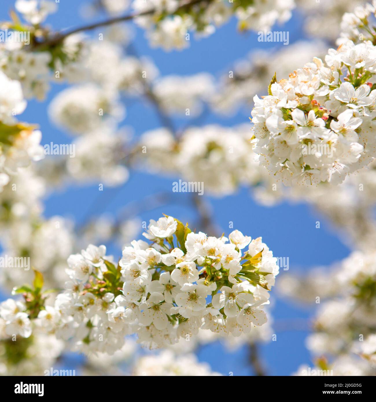 Tree branches focus beautiful sky hi-res stock photography and images ...