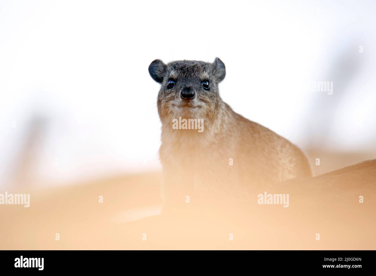 Eye Contact with a Rock Hyrax (Procavia capensis, aka Dassie, Cape ...